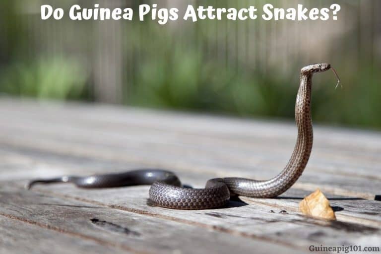 Do Guinea Pigs Attract Snakes? (Keeping Your Guinea Pigs Safe)