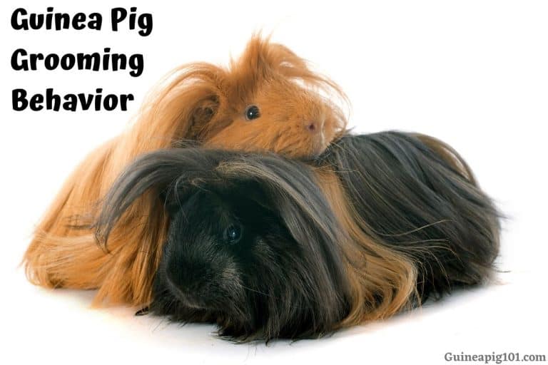 Guinea Pig Grooming Each Other: Self Grooming, Barbering & More