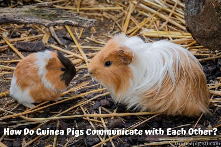 How Do Guinea Pigs Communicate With Each Other?