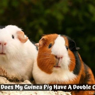 Guinea Pig Health Guinea Pig 101