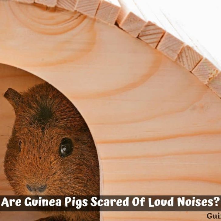 Guinea Pig Questions And Answers Guinea Pig 101